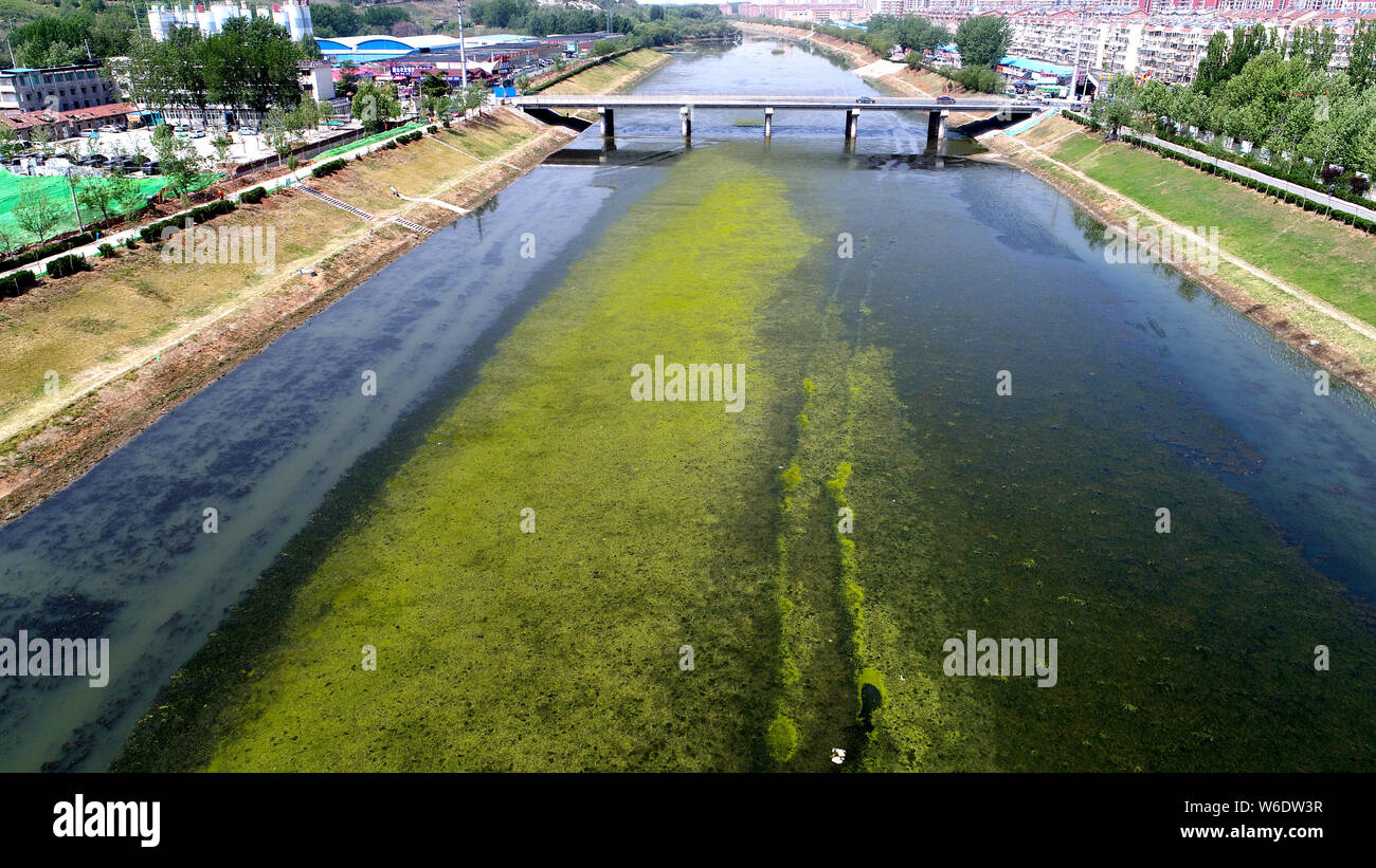 Curled pondweed hi-res stock photography and images - Alamy