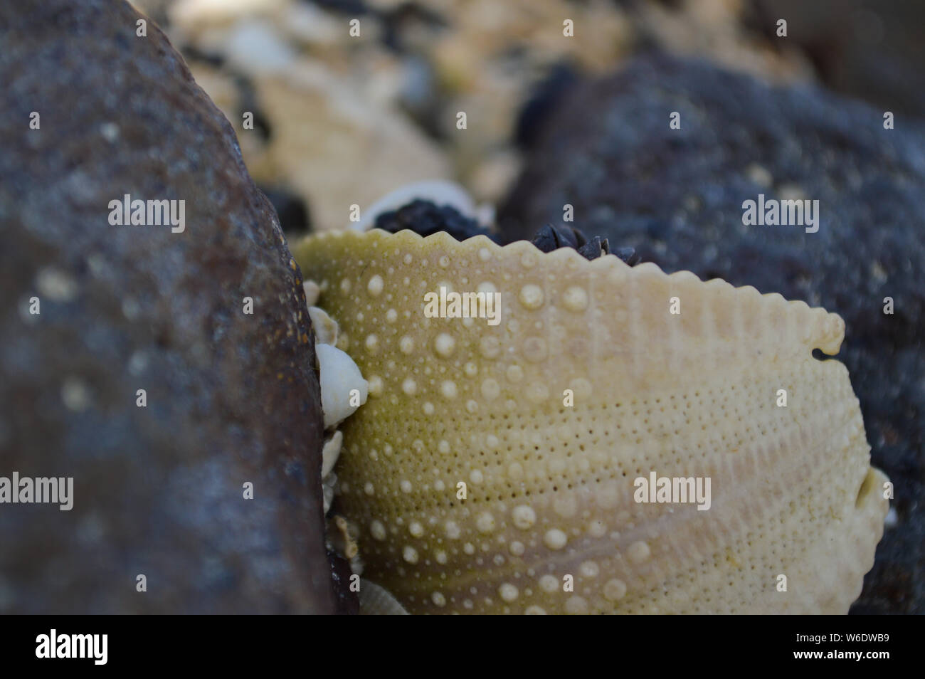 Yellow shell rocks hi-res stock photography and images - Alamy