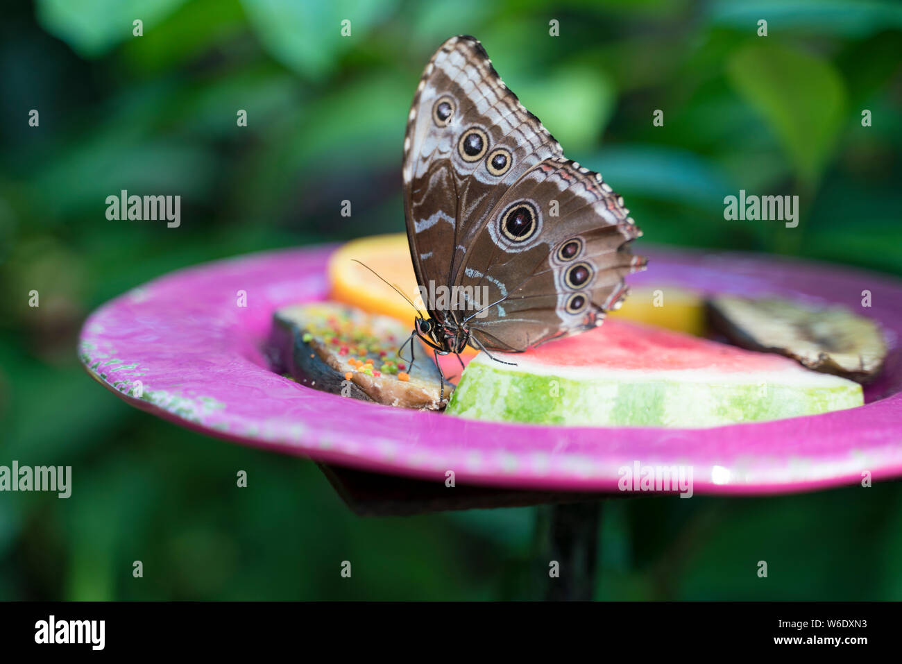 Key West Butterfly and Nature Conservatory Stock Photo - Alamy