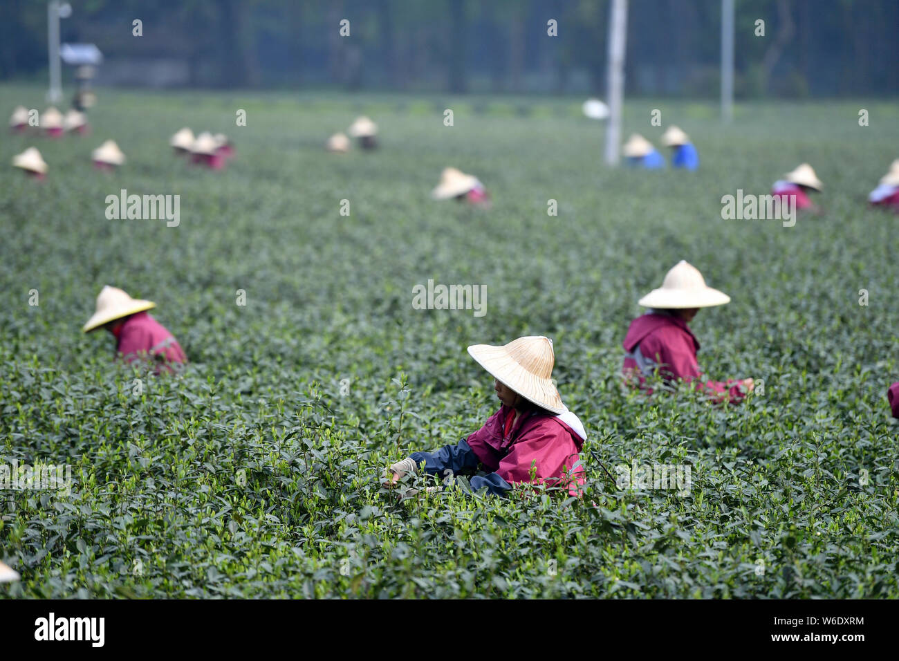 Chinese farmers harvest West Lake Longjing tea leaves to produce ...
