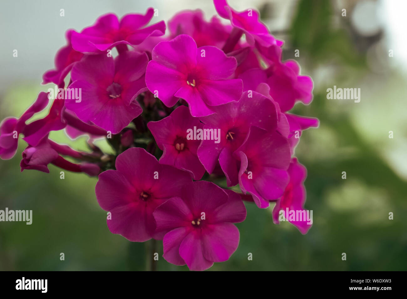 Flox hi-res stock photography and images - Alamy