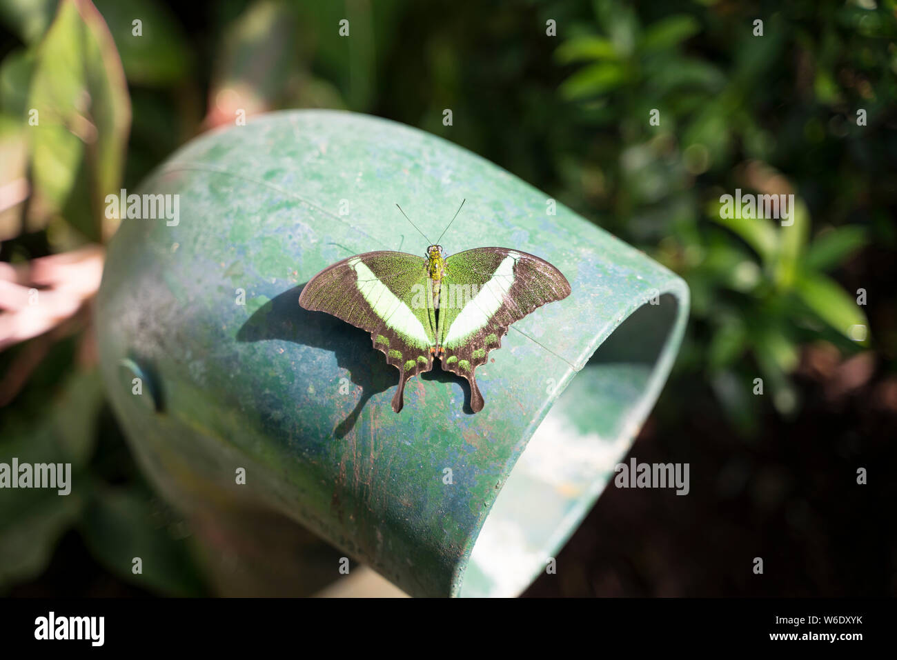 Key West Butterfly and Nature Conservatory Stock Photo - Alamy
