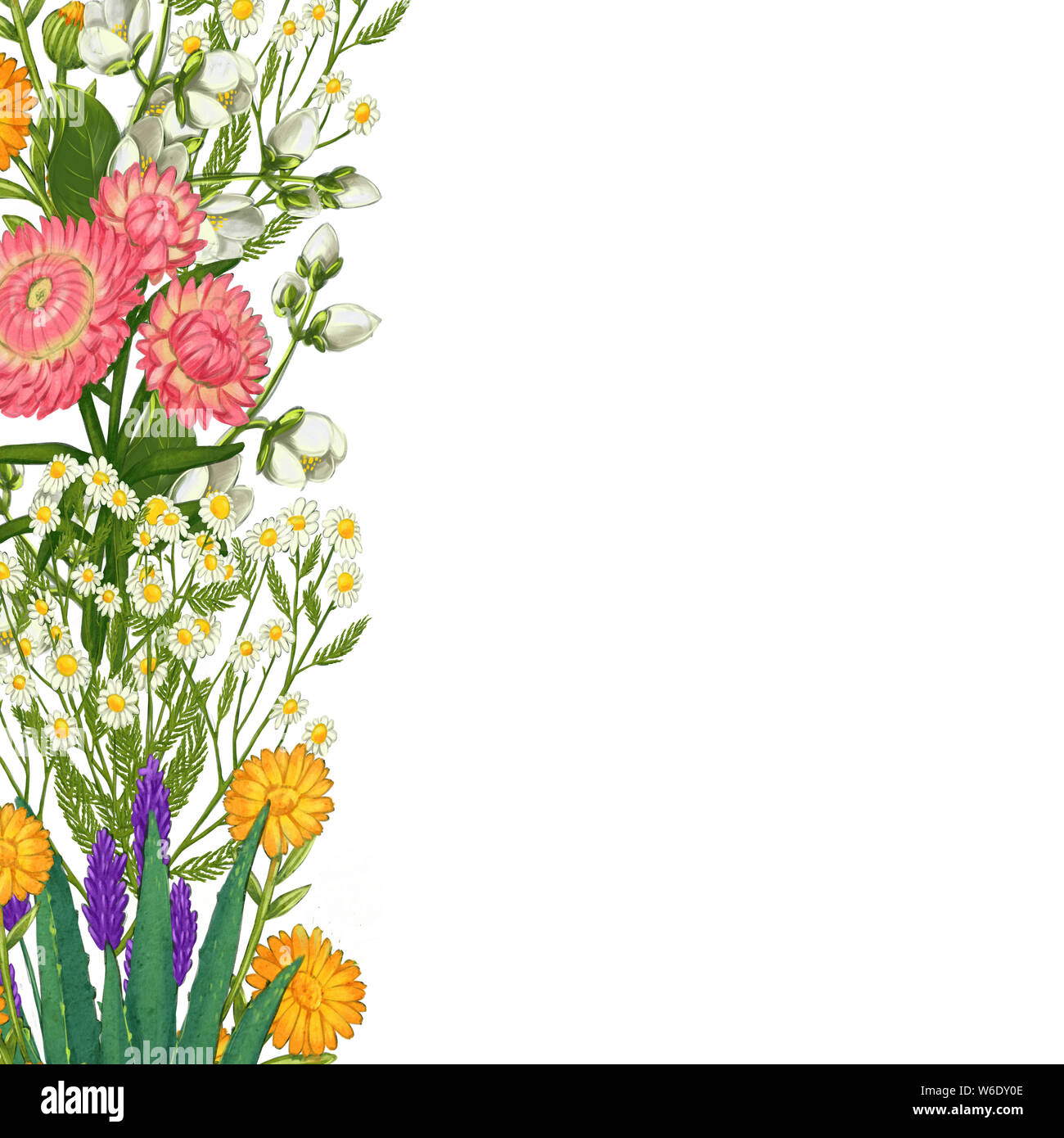 Hand drawn medicinal plant frame. Healing herbs border. isolated on ...