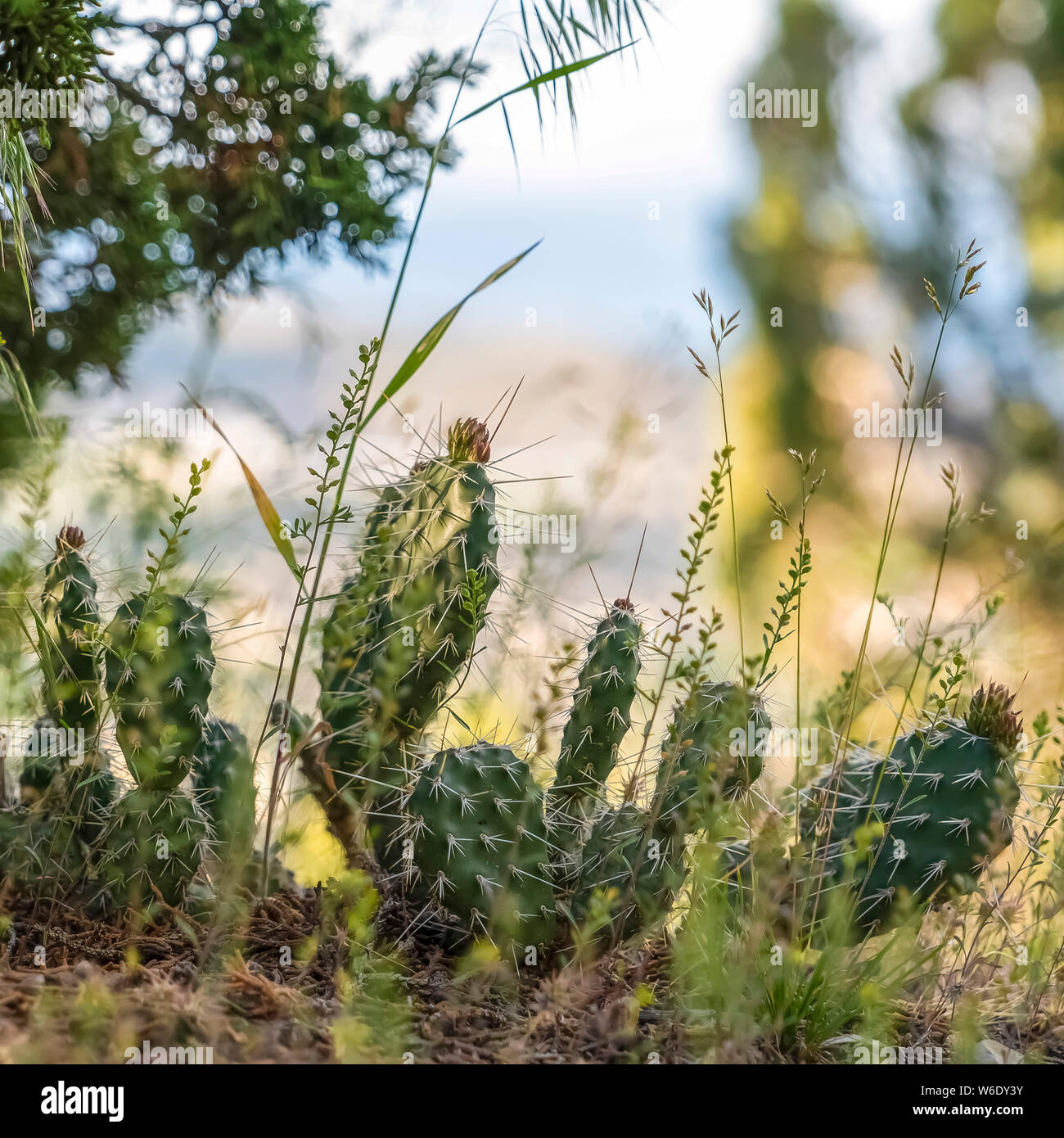 Thriving cacti hi-res stock photography and images - Alamy