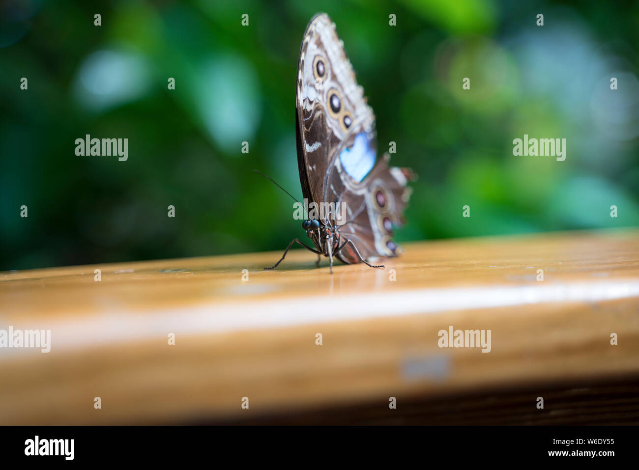Florida key west butterfly hi-res stock photography and images - Alamy