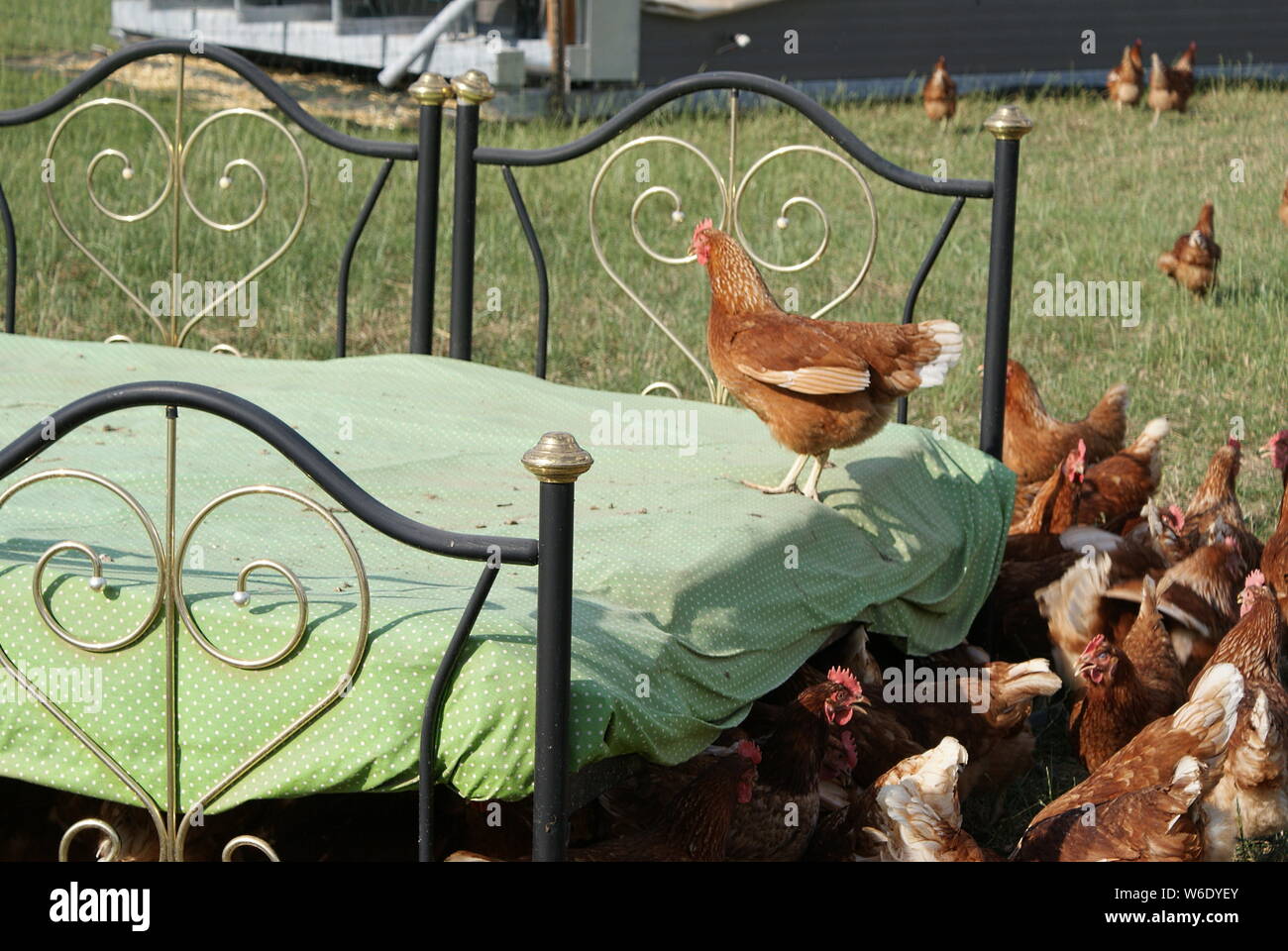 Egg gather hi-res stock photography and images - Alamy