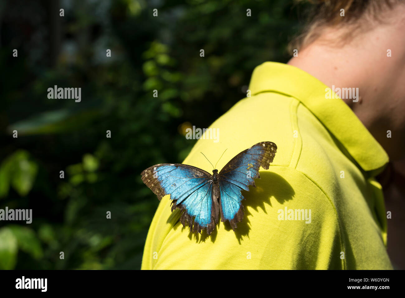 Key west butterfly and nature conservatory hi-res stock photography and ...