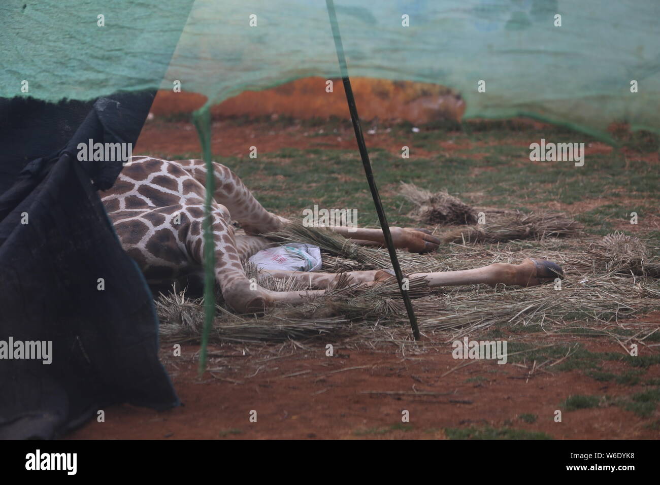 A view of the body of the dead male giraffe Hairong which died from ...