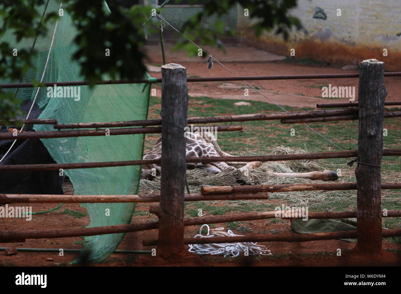 A view of the body of the dead male giraffe Hairong which died from ...
