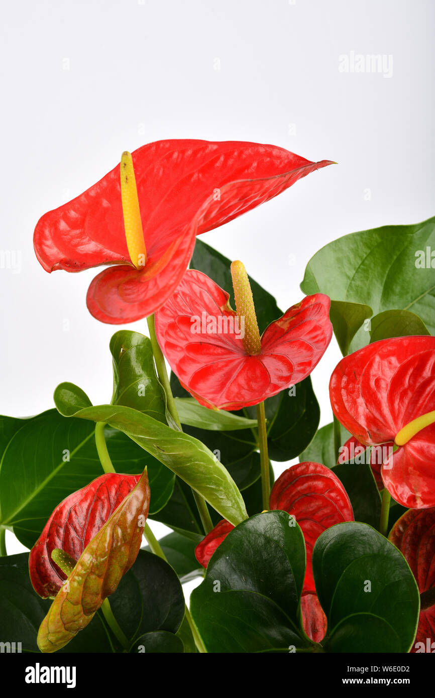 Anthurium detail hi-res stock photography and images - Alamy