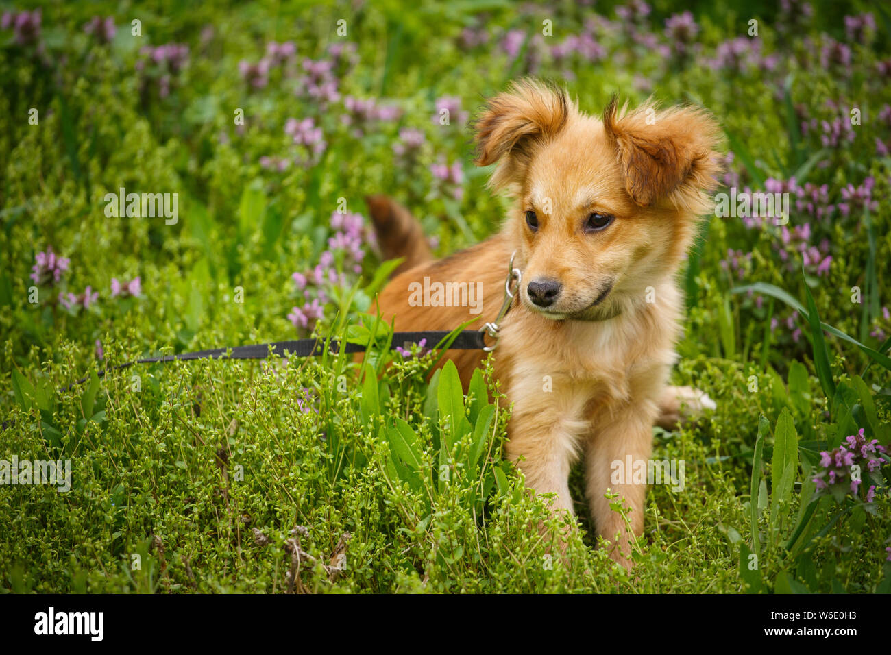 Happy little orange puppy dog Stock Photo - Alamy