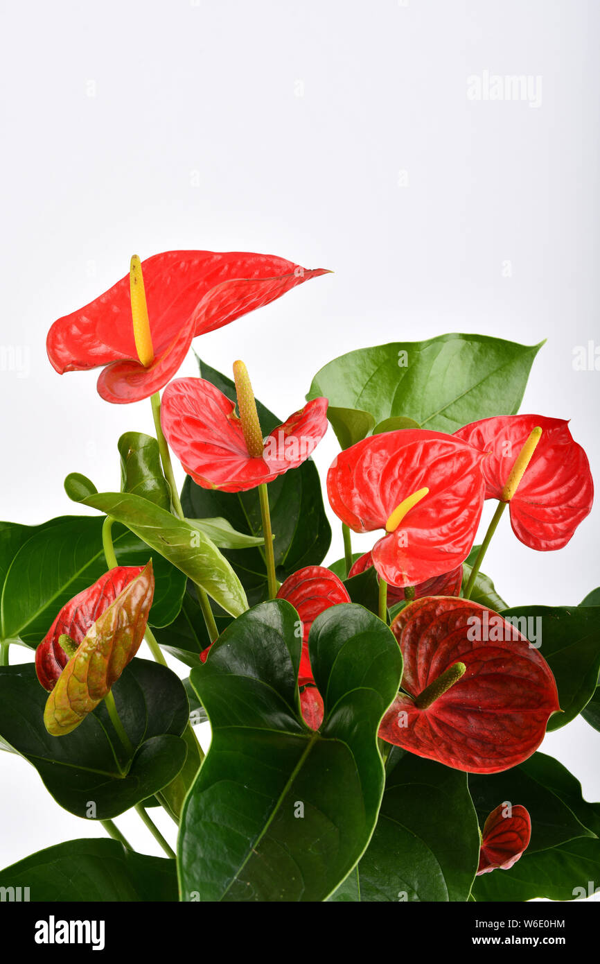 Arrangement of anthurium hi-res stock photography and images - Alamy