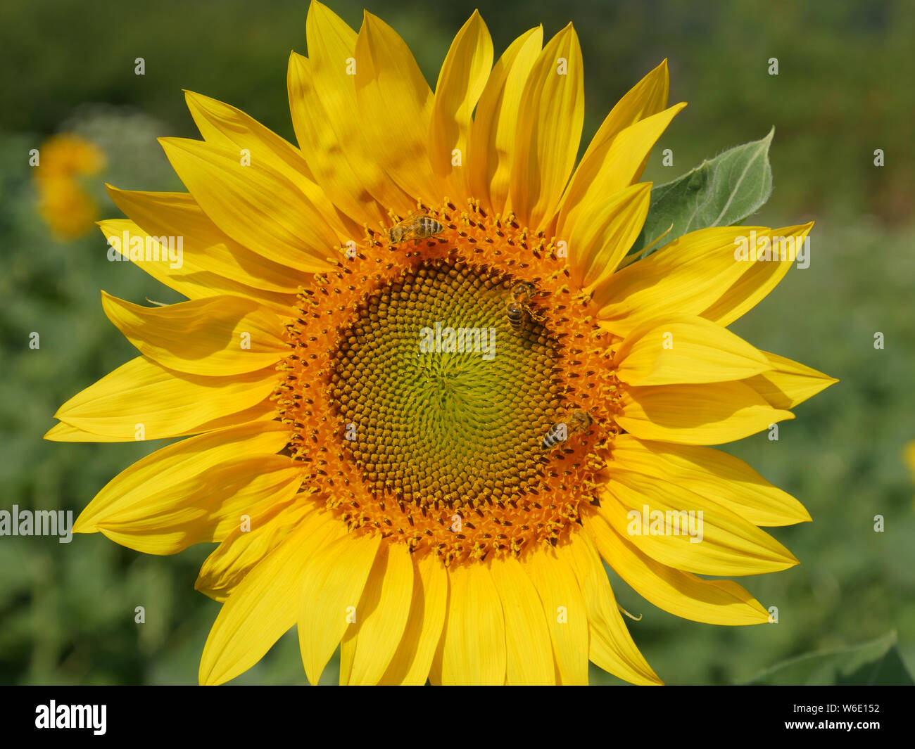 Blooming sunflower fields. Oil-bearing crop Stock Photo - Alamy