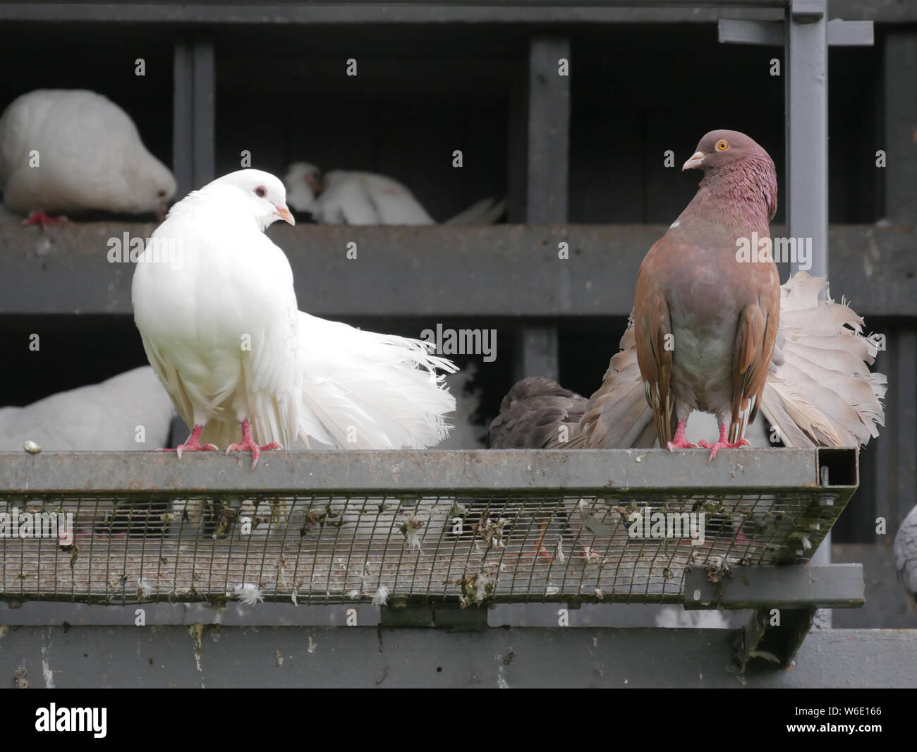 Courtship mood hi-res stock photography and images - Alamy
