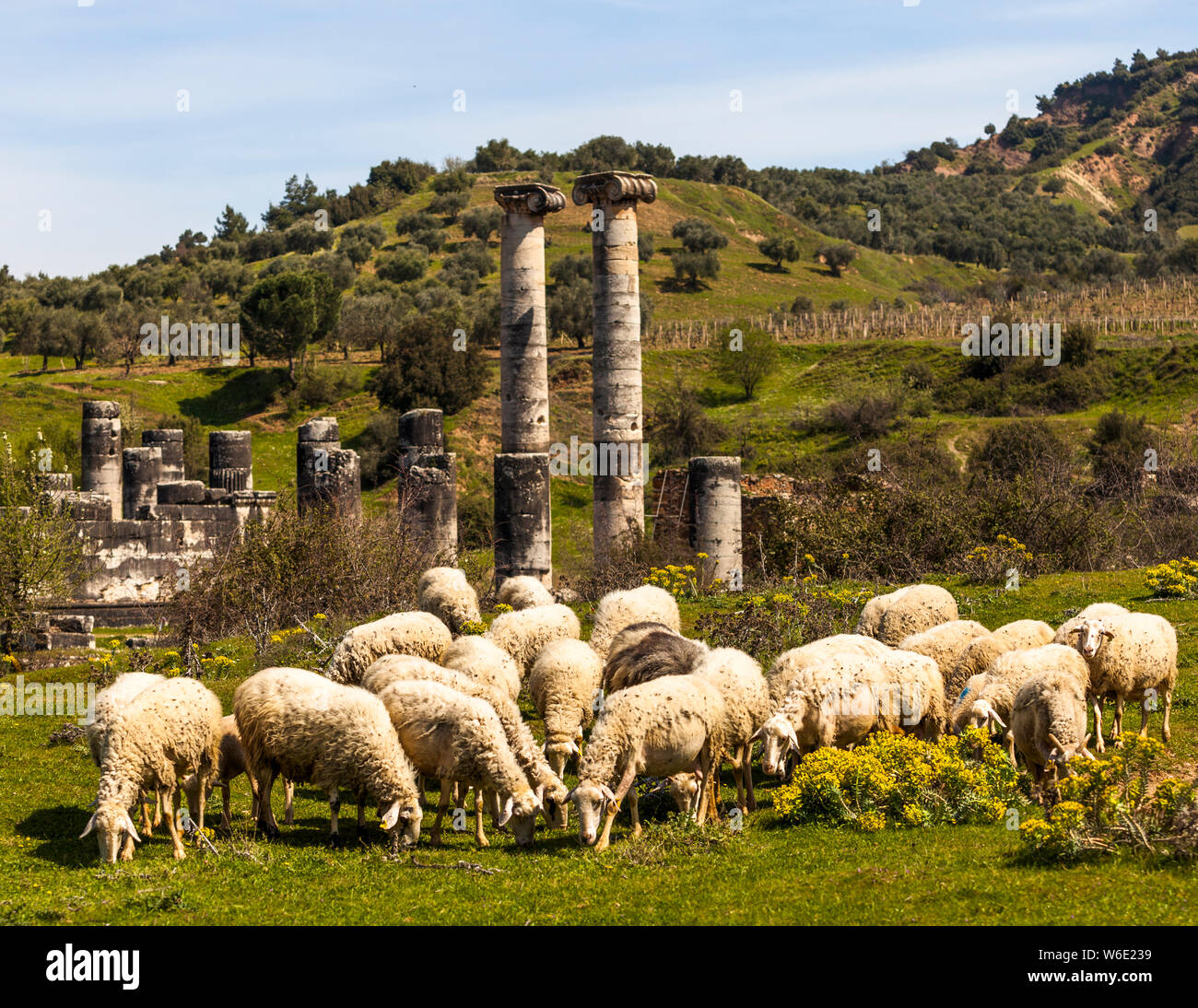 Antique Ruins and Flock of Sheep, Turkey Stock Photo - Alamy
