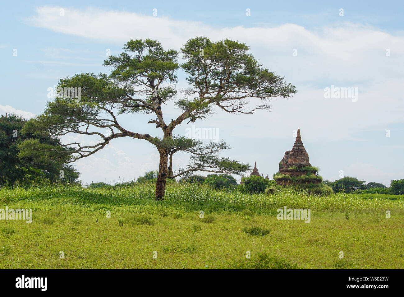 old temple in Bagan (Myanmar) - foreground tree Stock Photo - Alamy