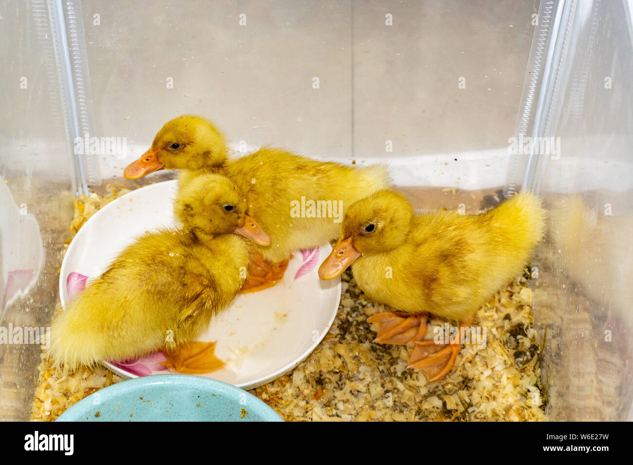 Ducklings shipment hi-res stock photography and images - Alamy