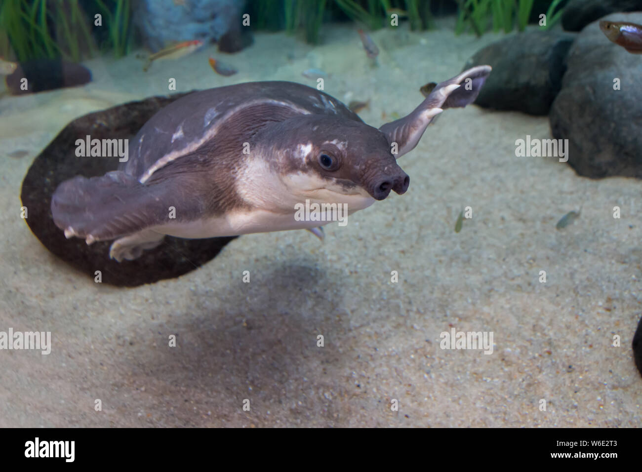 Pig-nosed turtle (Carettochelys insculpta). Also known as the Fly River ...