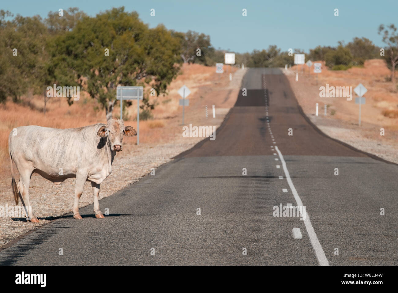 cow standing on side of road in Australia Stock Photo - Alamy