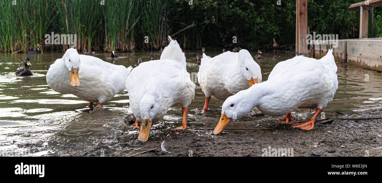 Large white peking, peking, aylesbury, broiler ducks four in a row ...