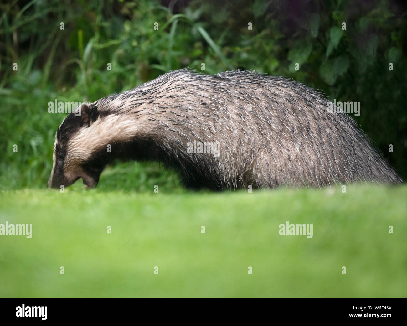 A wild Badger (Meles meles) foraging in the rain, late evening ...