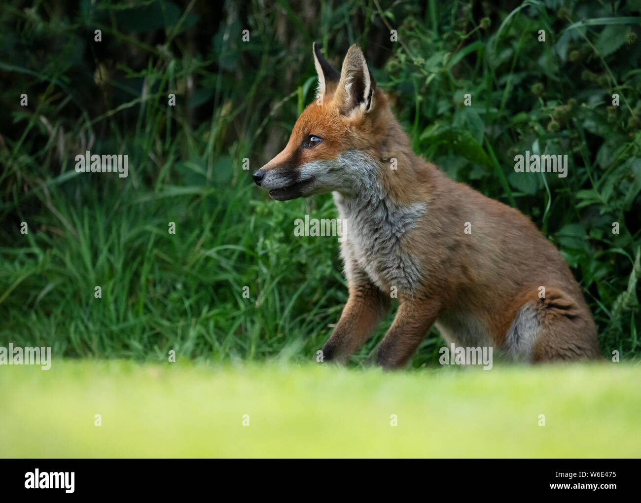 Red fox sitting vulpes vulpes hi-res stock photography and images - Alamy