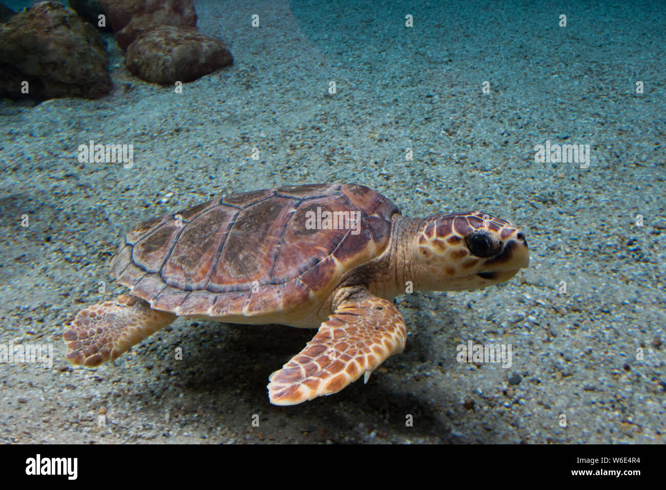 Loggerhead sea turtle (Caretta caretta), also known as the loggerhead ...