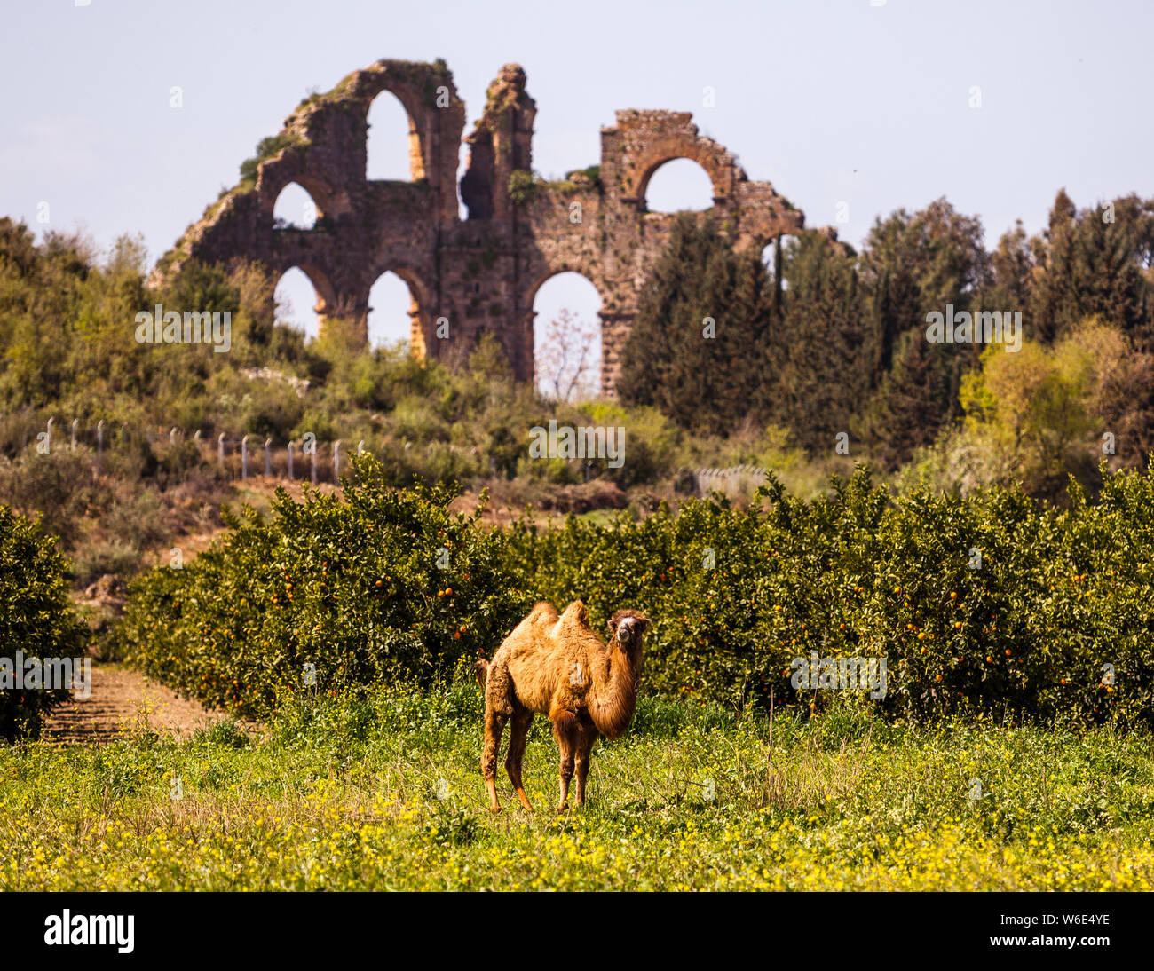 Inverted siphon of the Roman aqueduct of Aspendos. Antique Ruins ...