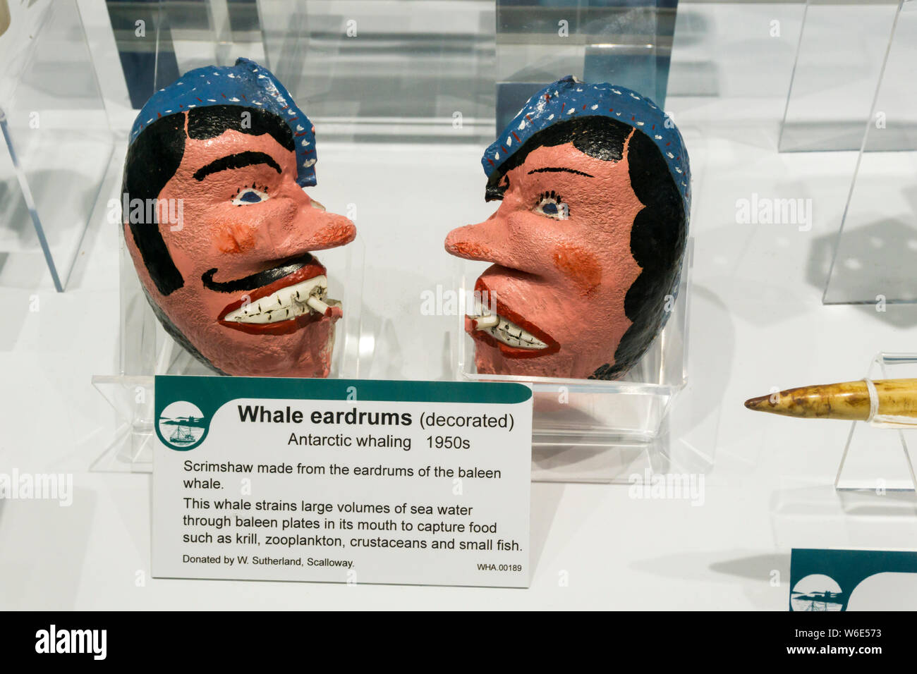 Painted whale eardrum hi-res stock photography and images - Alamy