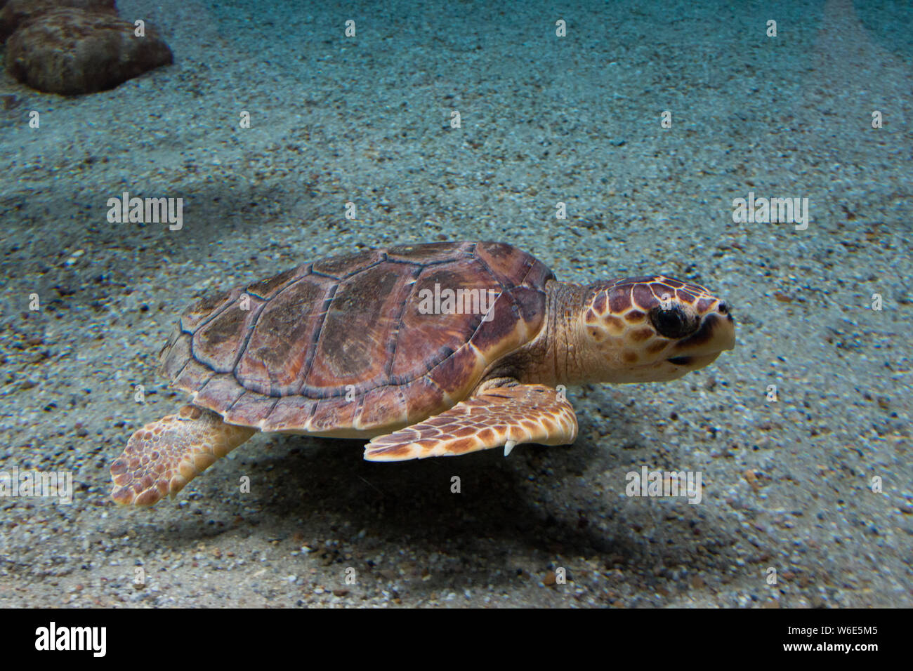 Loggerhead sea turtle (Caretta caretta), also known as the loggerhead ...