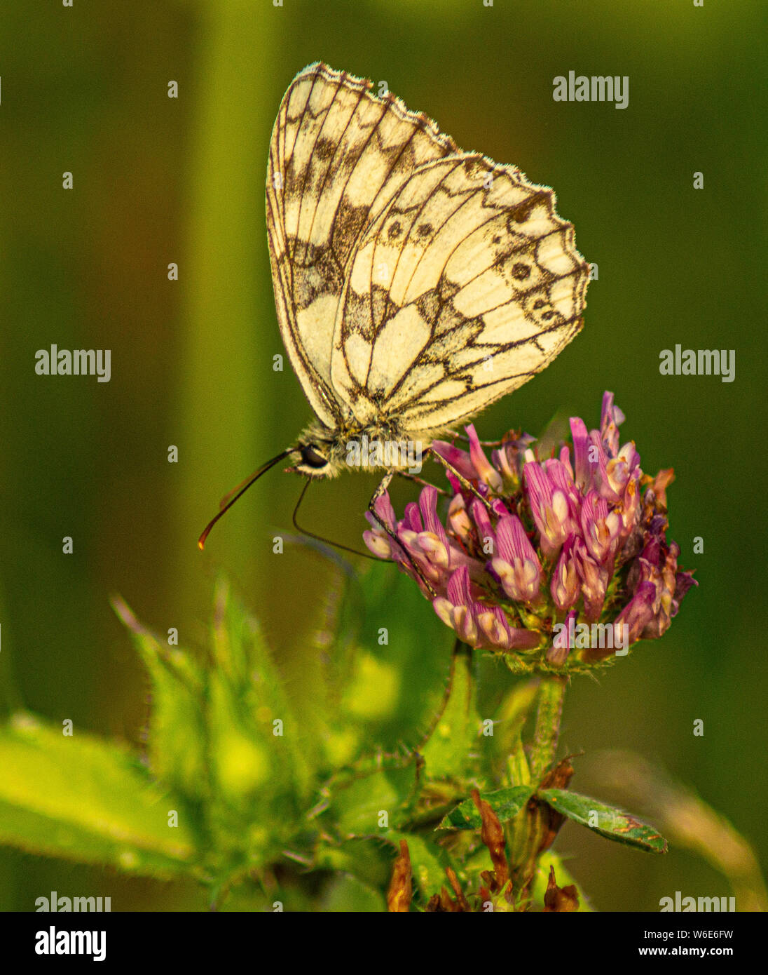 Stunning marble white butterfly hi-res stock photography and images - Alamy