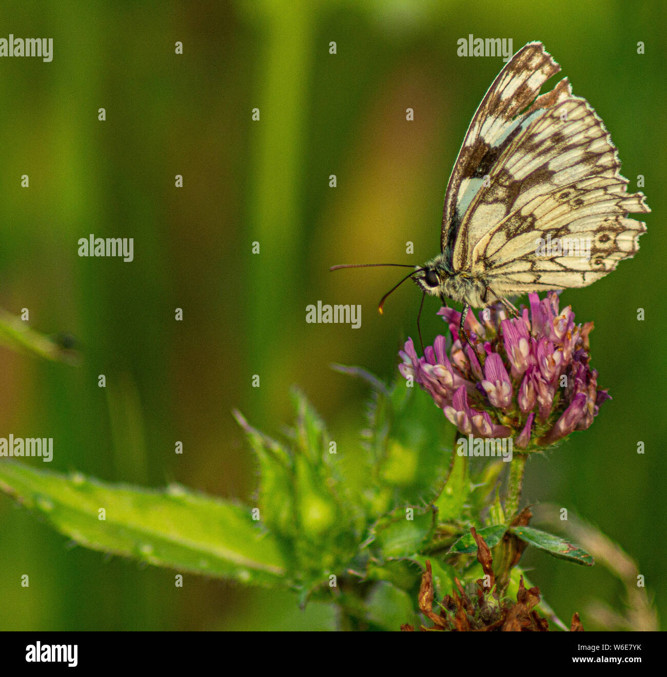 Stunning marble white butterfly hi-res stock photography and images - Alamy