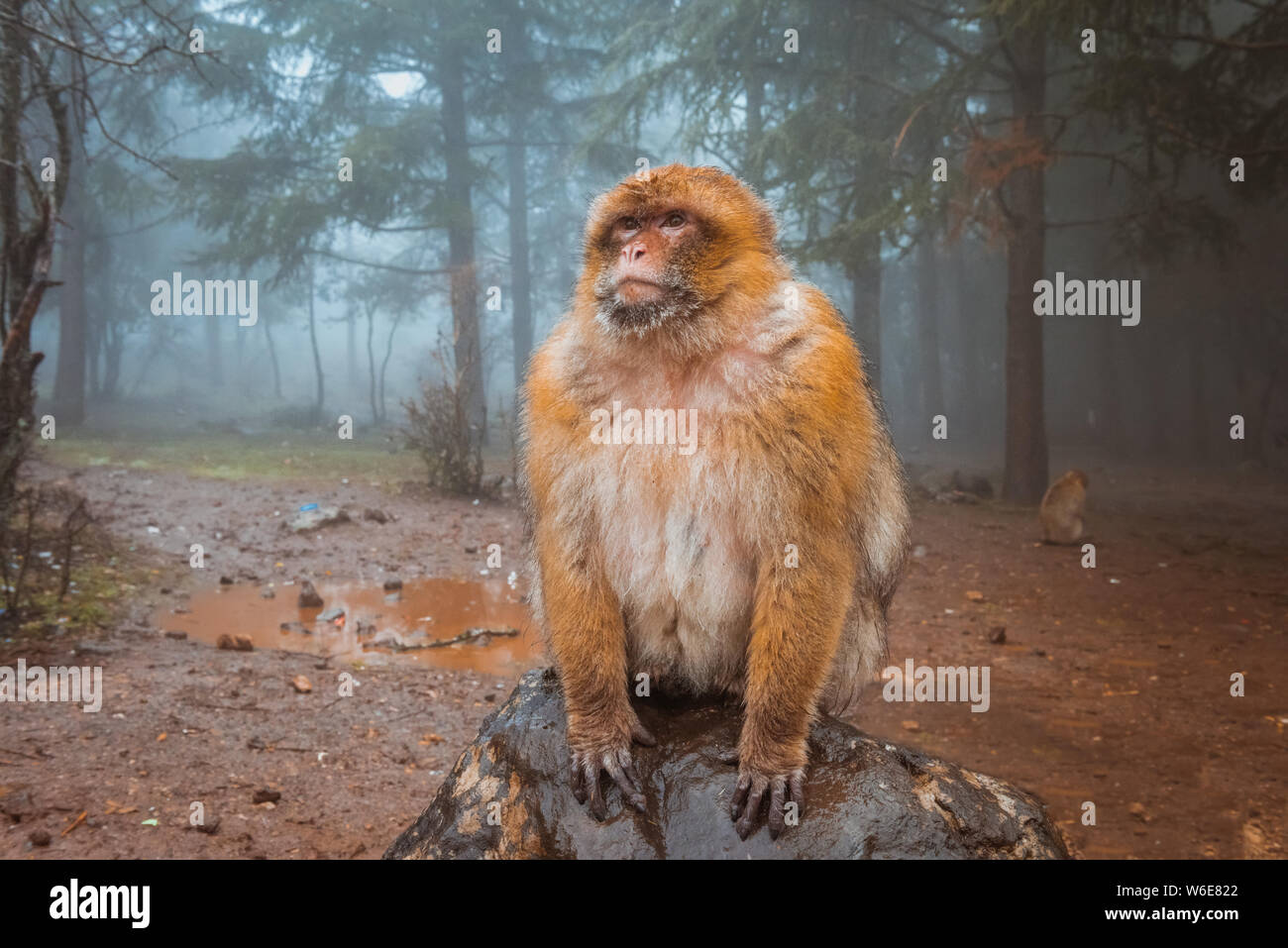Barbary Macaque Monkeys sitting on ground in the great Atlas forests of ...