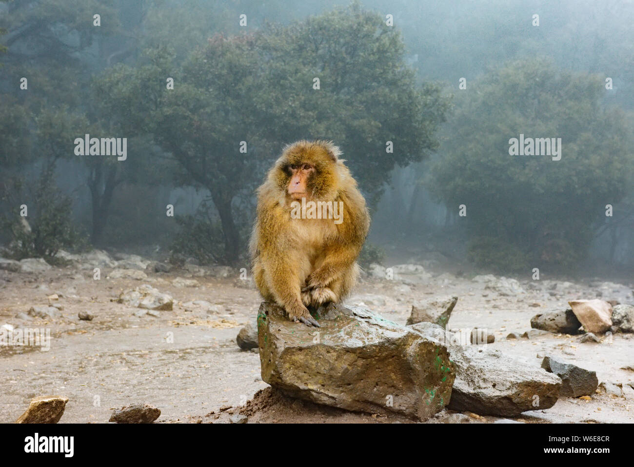 Sitting monkey morocco wildlife hi-res stock photography and images - Alamy