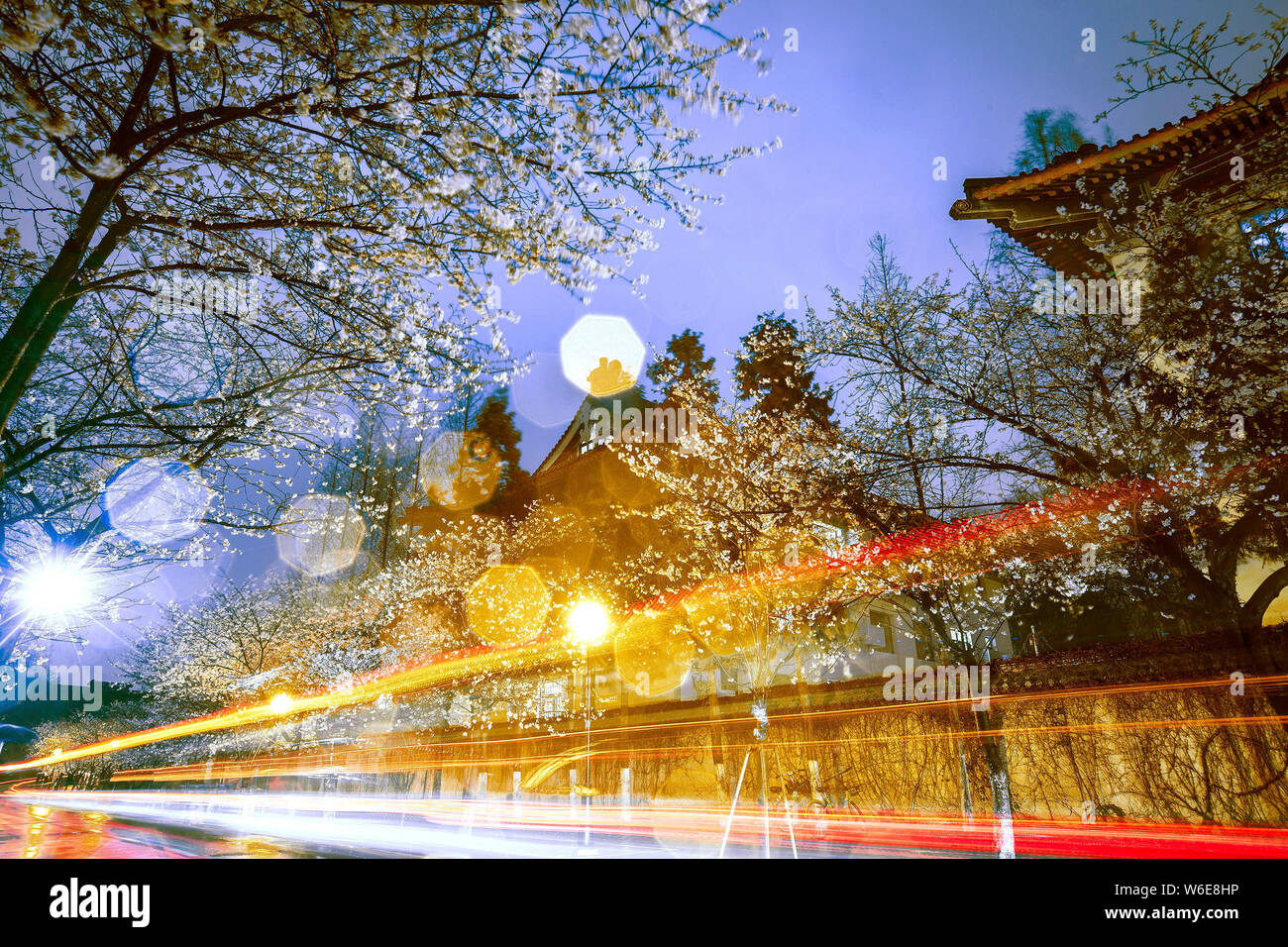 Night view of cherry trees in full blossom in front of the Jiming ...