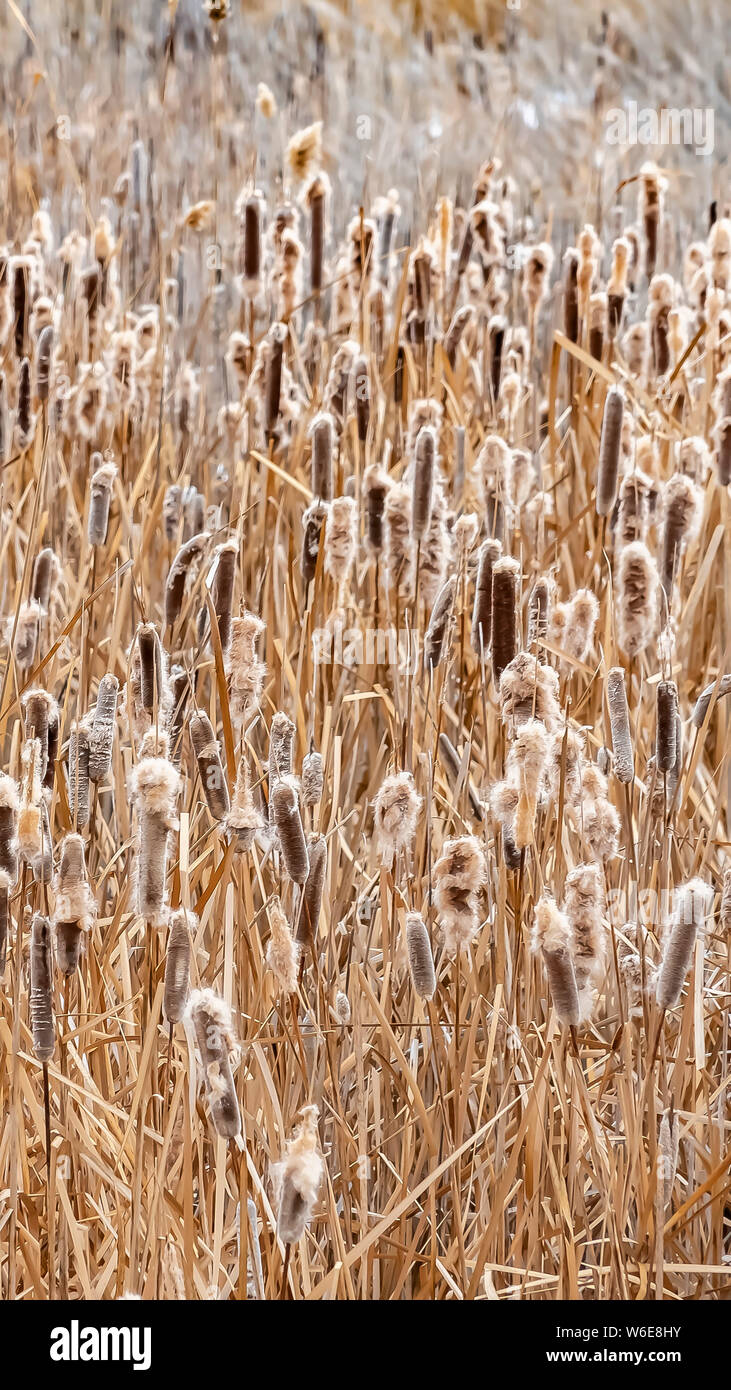 Vertical frame Close up view of tall and slim brown grasses growing ...
