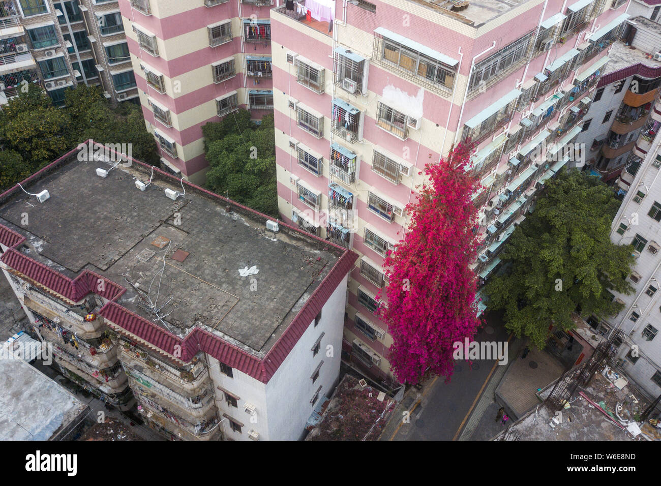 A view of a floral waterfall of blooming bougainvillea flowing down the ...