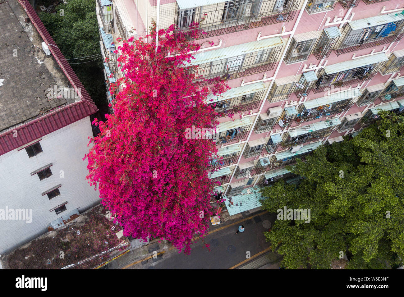 A view of a floral waterfall of blooming bougainvillea flowing down the ...