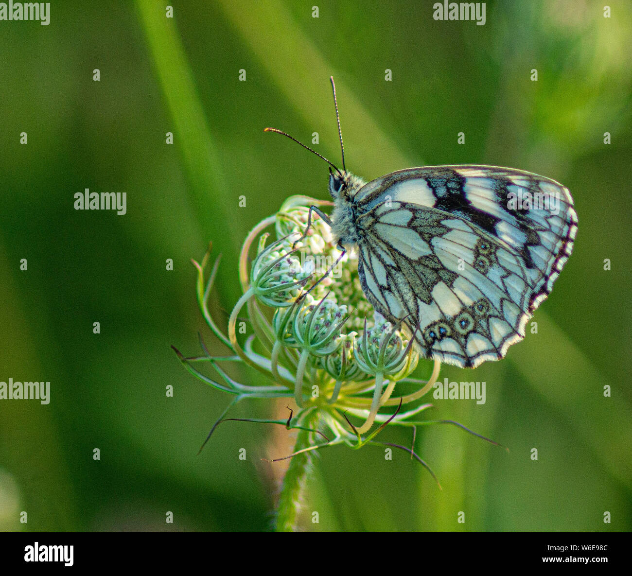 Stunning marble white butterfly hi-res stock photography and images - Alamy