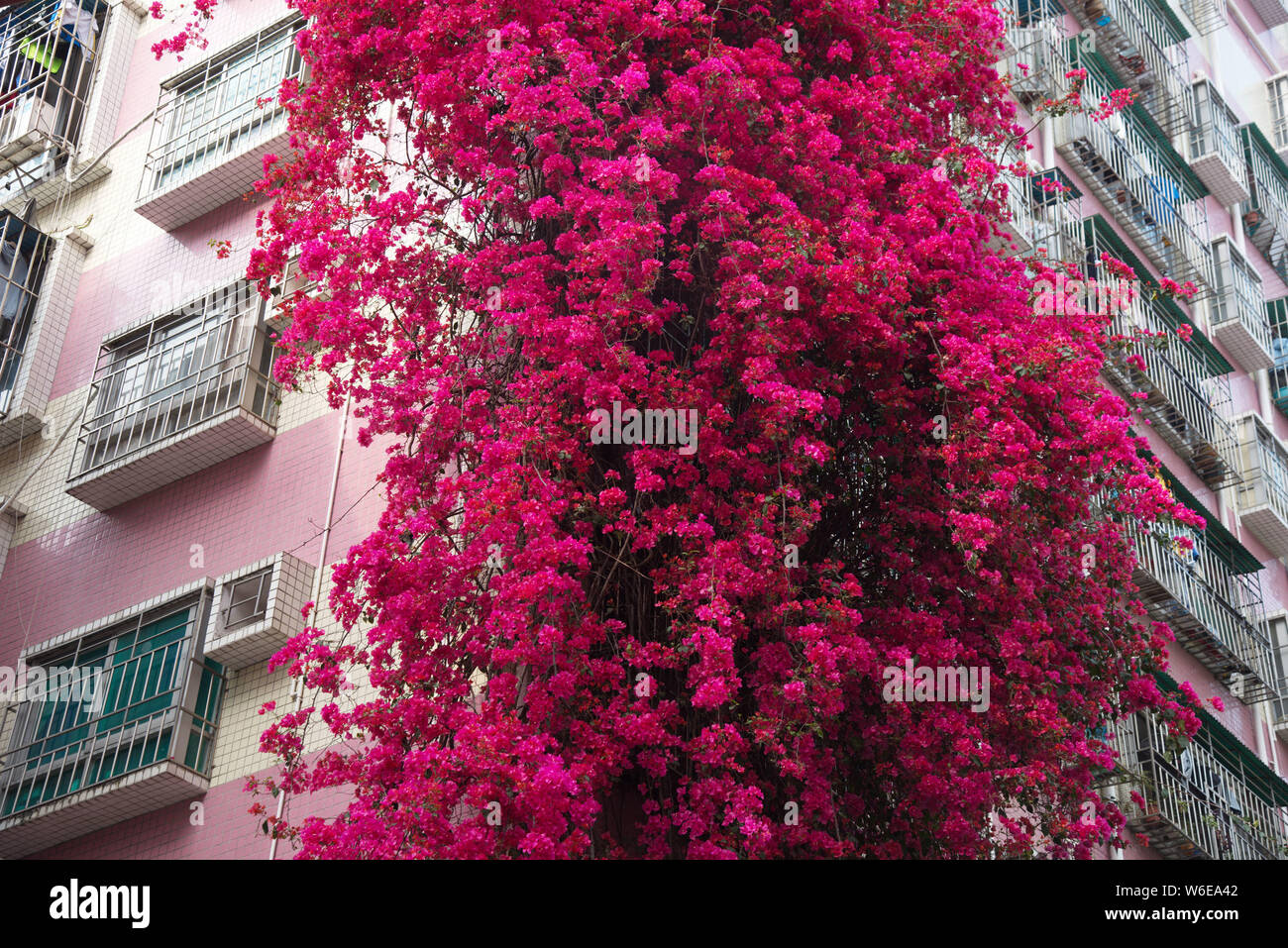 A view of a floral waterfall of blooming bougainvillea flowing down the ...