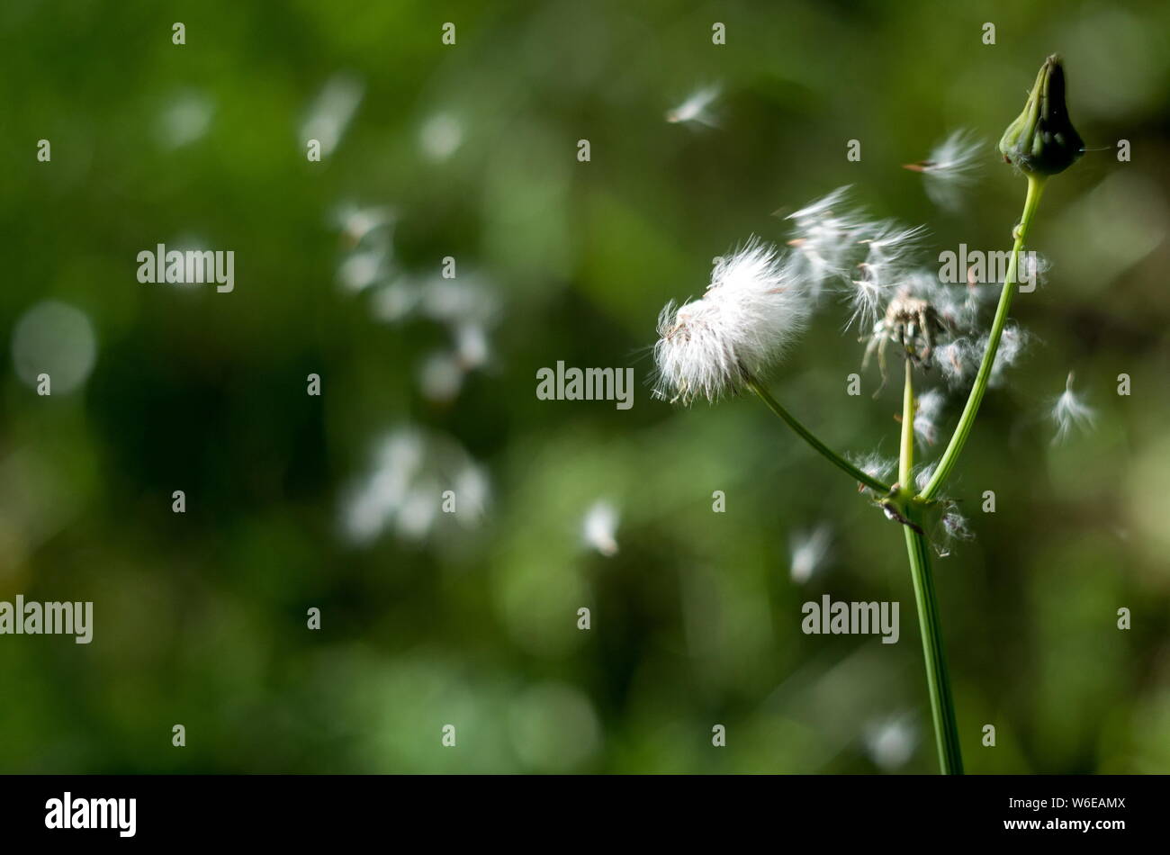 Plant micro details hi-res stock photography and images - Alamy