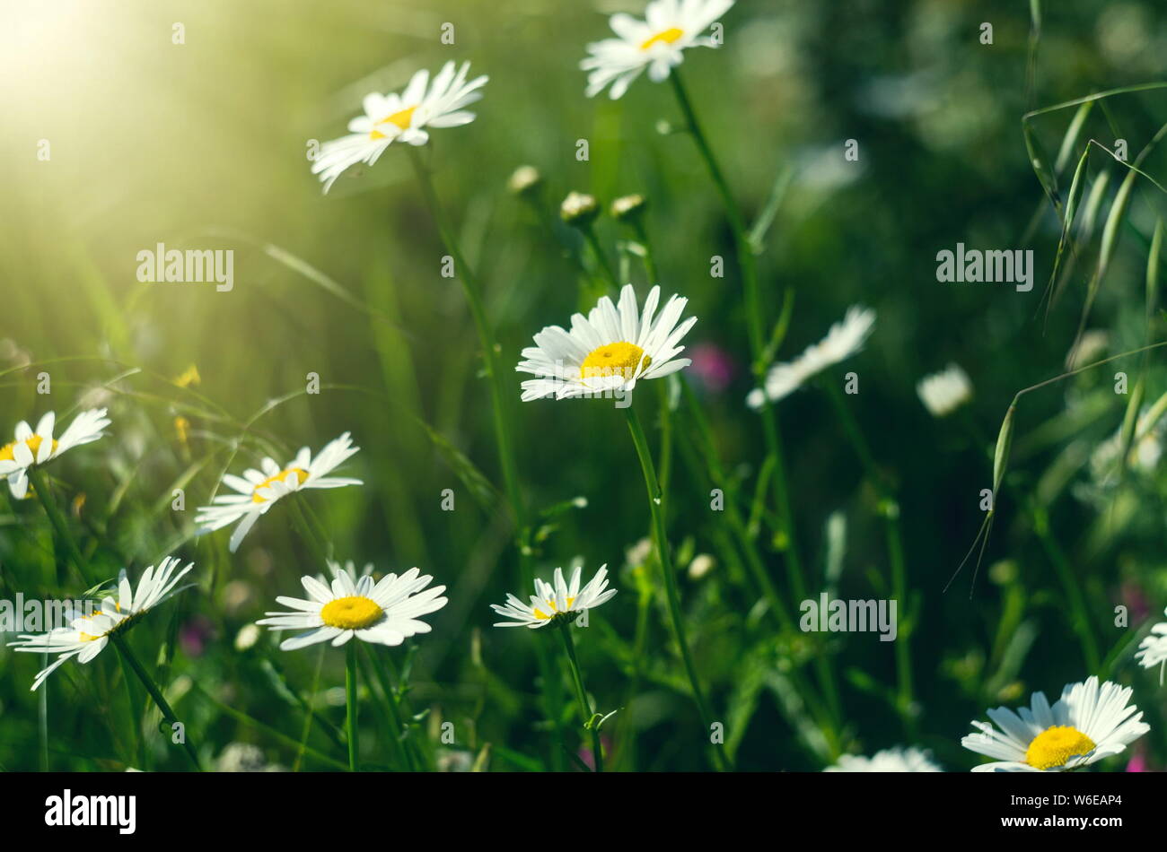 Chamomile or daisy fiels in the spring time Stock Photo - Alamy