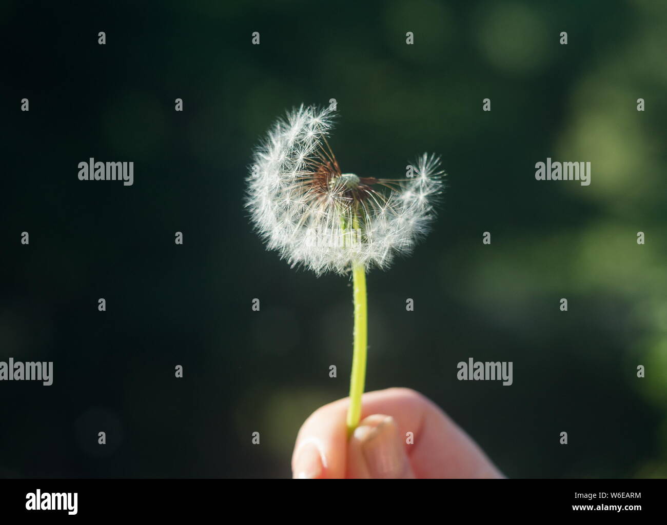 details of the dandelion in spring time Stock Photo - Alamy