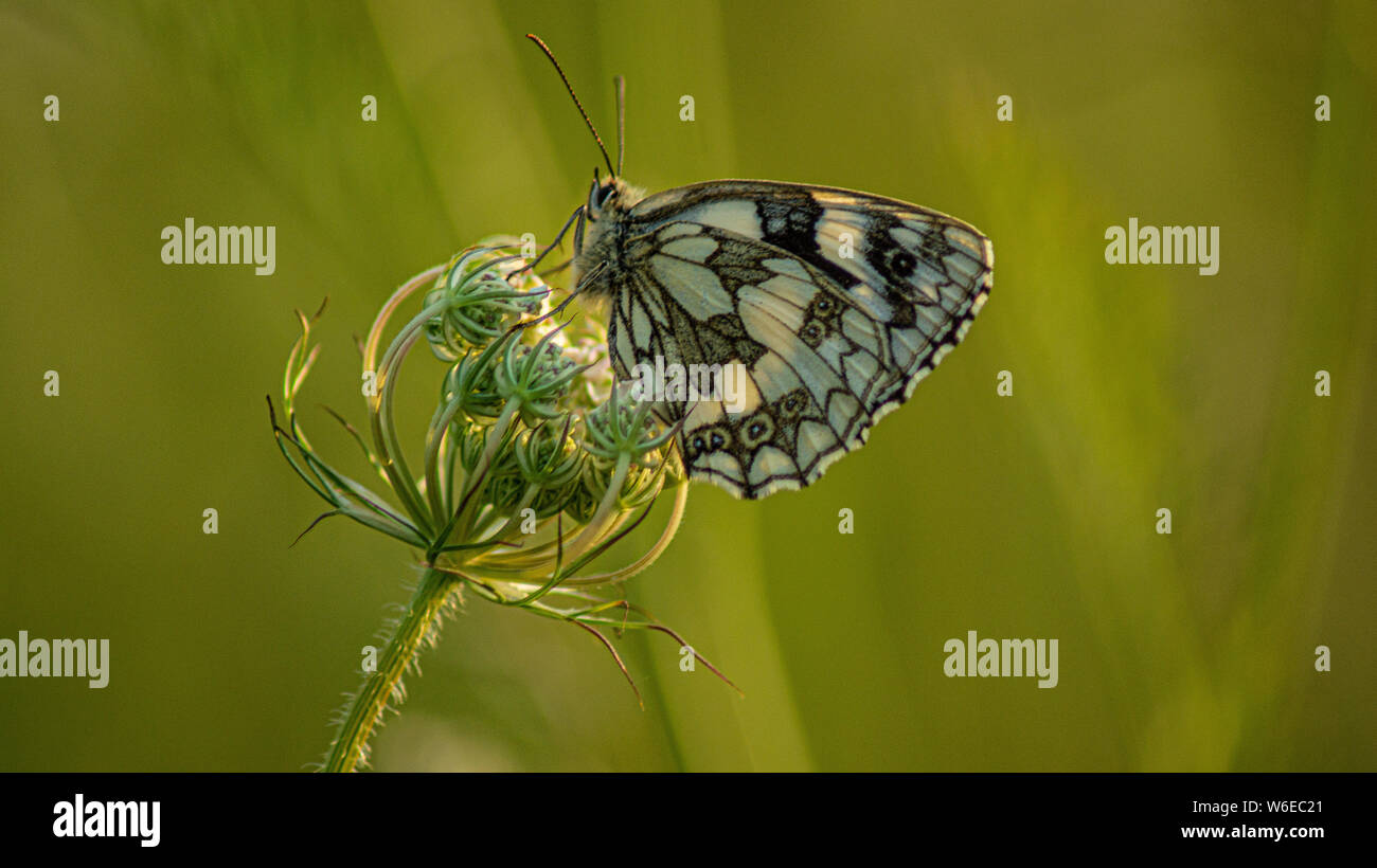 Marble white butterfly uk hi-res stock photography and images - Alamy