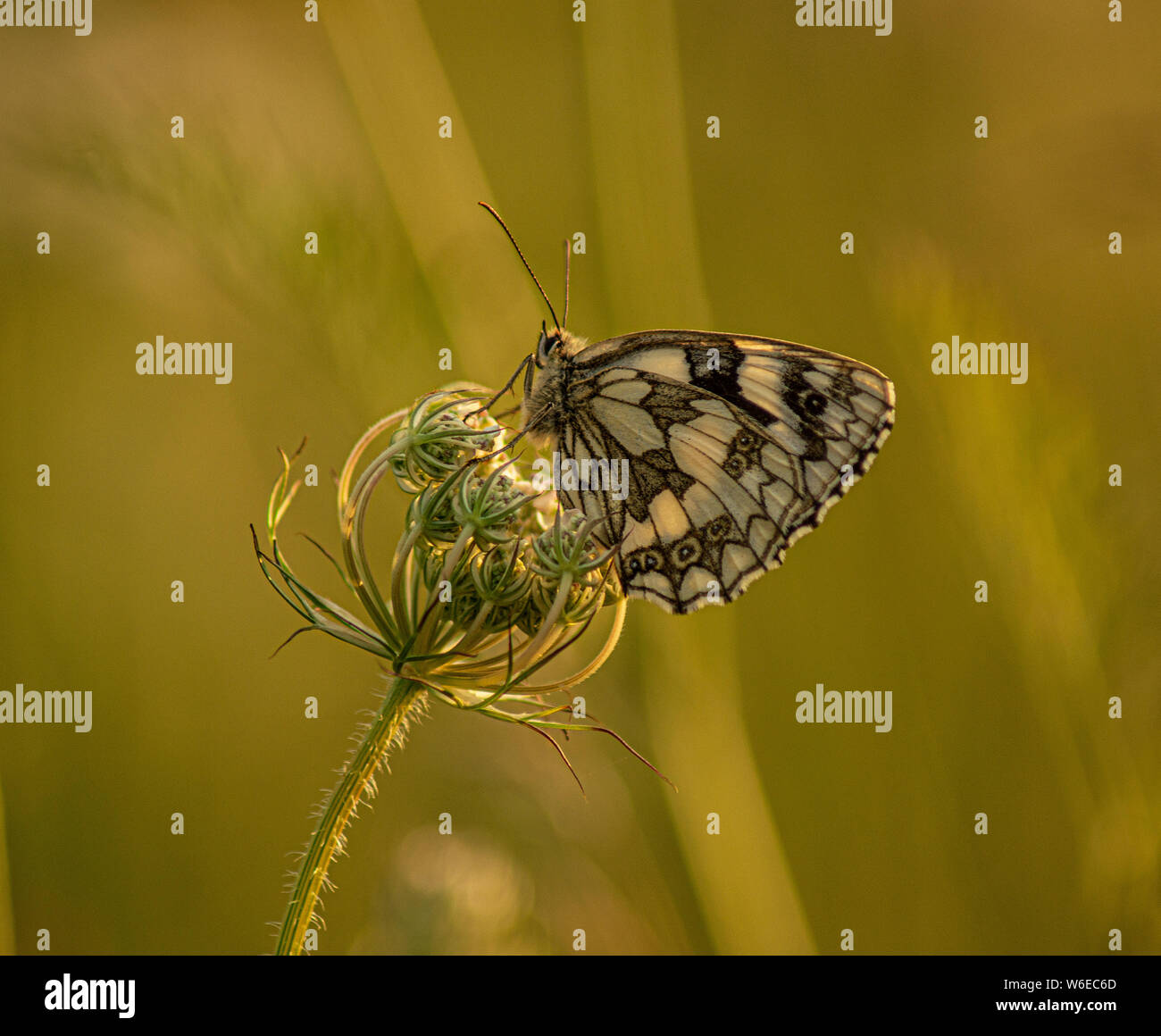 Stunning marble white butterfly hi-res stock photography and images - Alamy