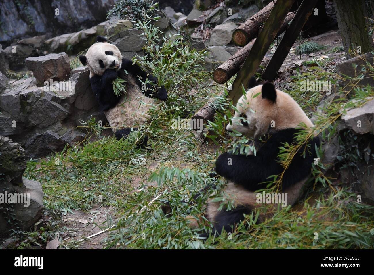 --FILE--The four-year-old male giant panda, left, Cheng Jiu, eats ...