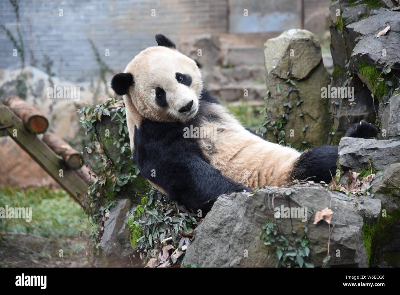 --FILE--The four-year-old male giant panda, Cheng Jiu, plays at the ...