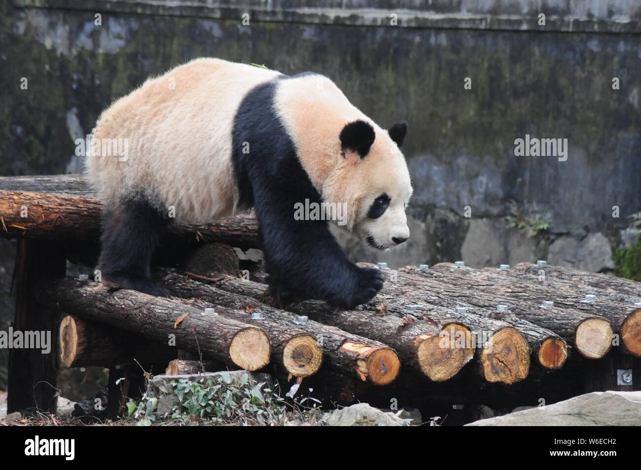 --FILE--The four-year-old male giant panda, Cheng Jiu, plays at the ...