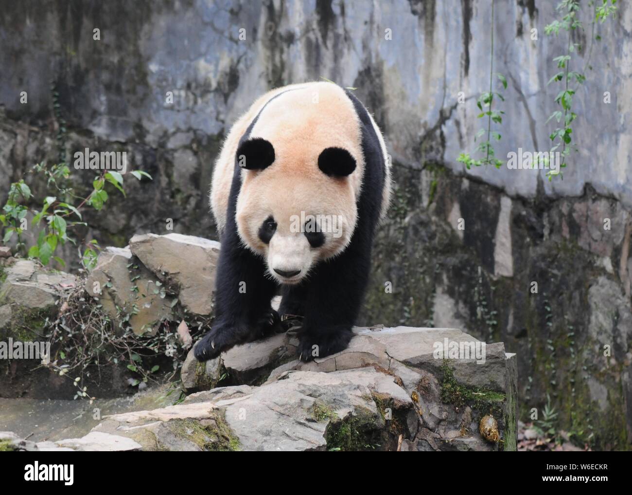 --FILE--The four-year-old male giant panda, Cheng Jiu, plays at the ...
