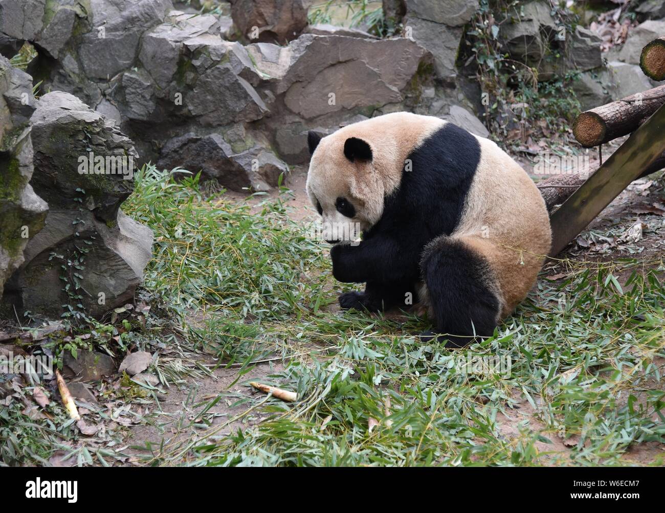--FILE--The four-year-old male giant panda, Cheng Jiu, plays at the ...